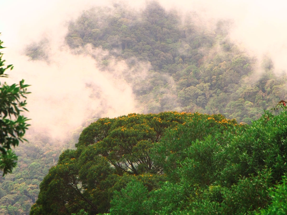 The Mata Atlantica: Brazil's Other Rainforest - In The Americas with ...